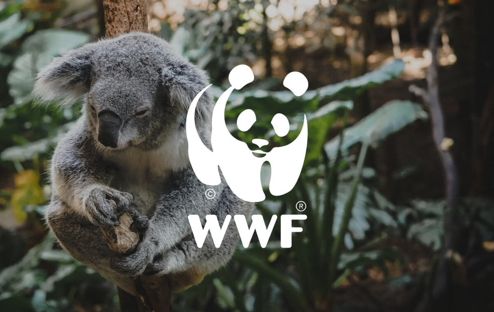 Our Story – Koala